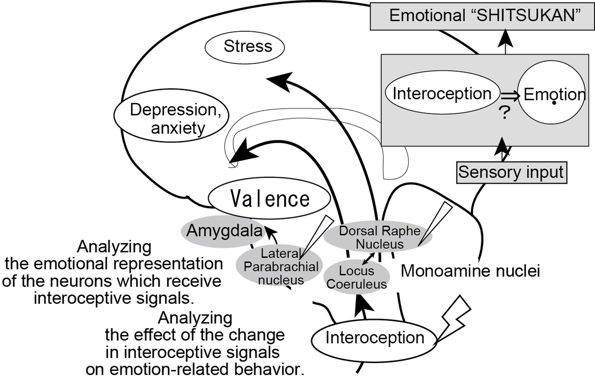 deep SHITSUKAN – D02-18 Neuronal representation of emotion in the ...