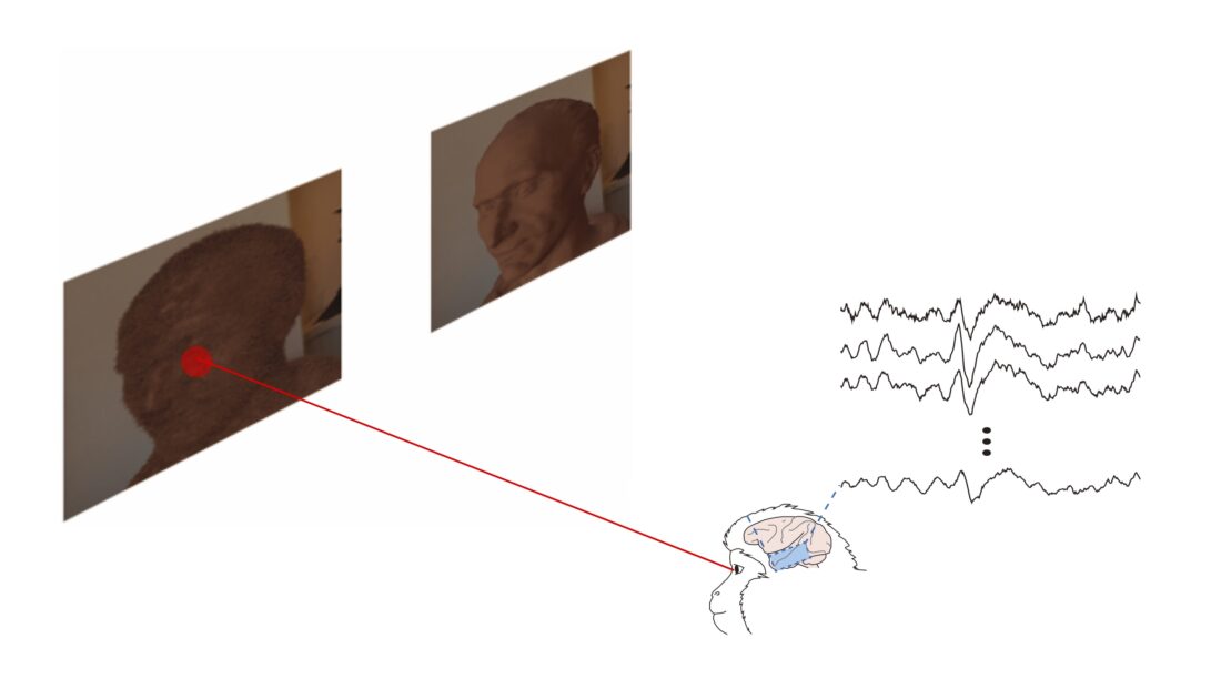 deep SHITSUKAN – D02-7 Neural mechanisms of preferential looking for shitsukan