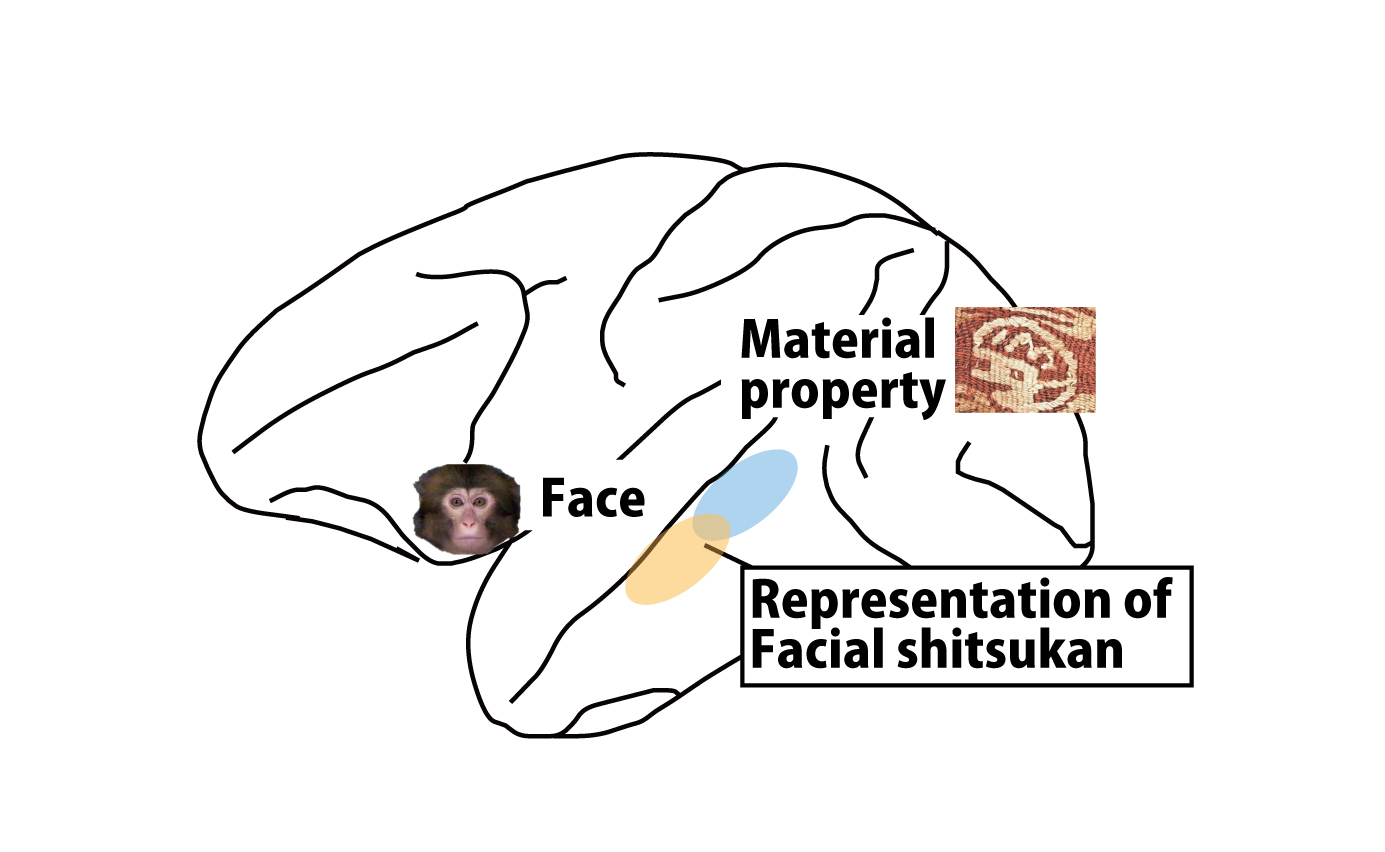 deep SHITSUKAN – D02-21 Representation of facial skin textures and face ...