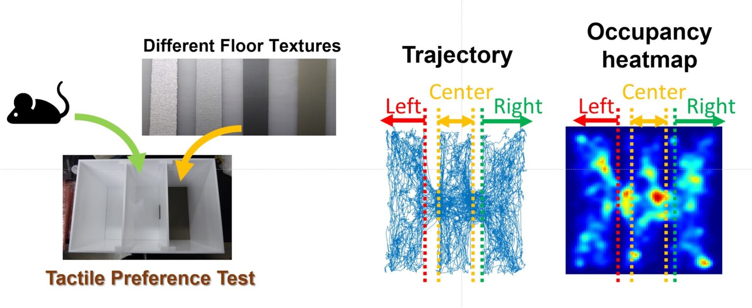 deep SHITSUKAN – D02-16 Neural Circuit Mechanisms of Tactile Preference for Floor Textures in Mice