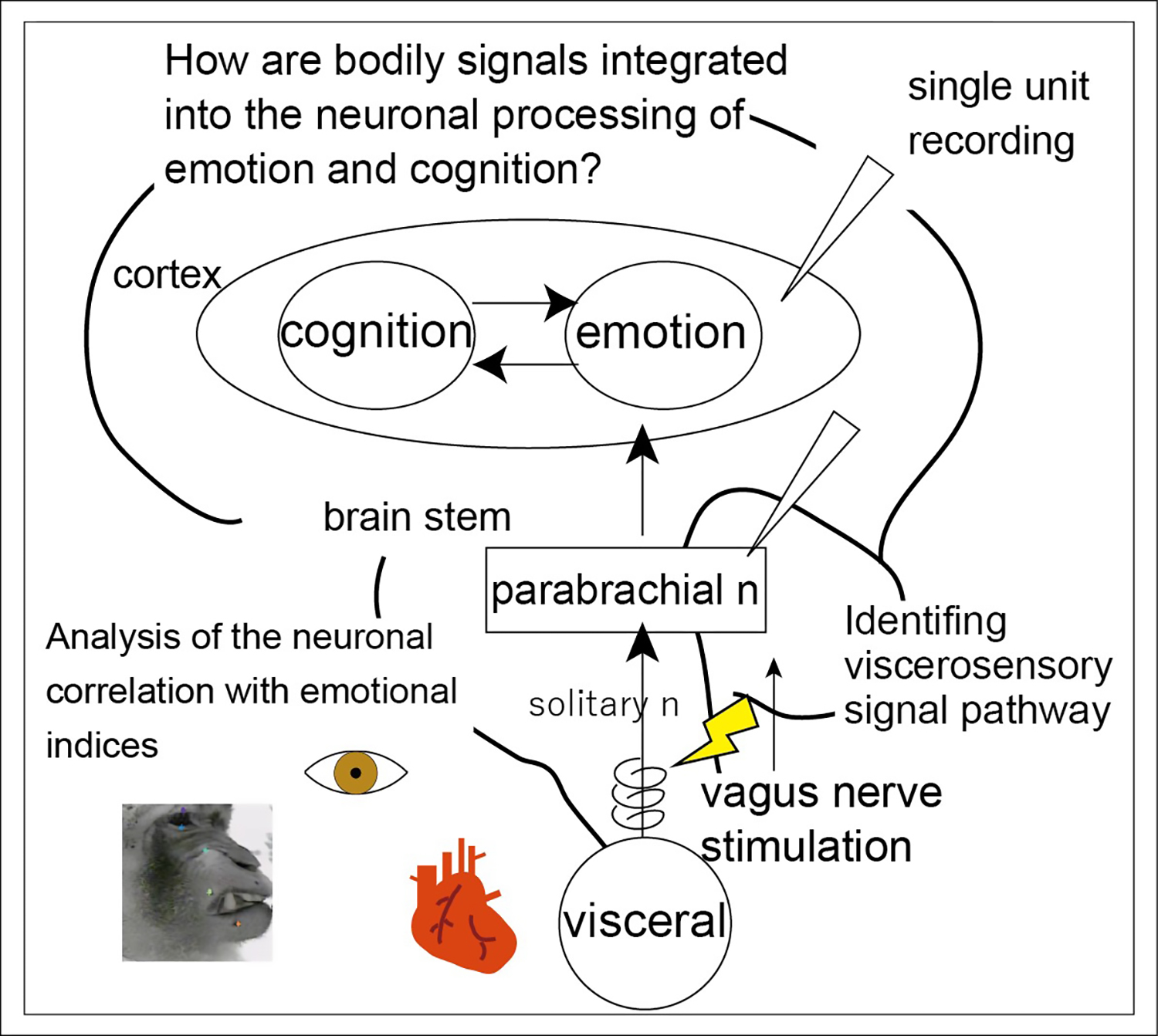 deep SHITSUKAN – D02-19 The neuronal mechanism for integrating bodily signals into emotion ...